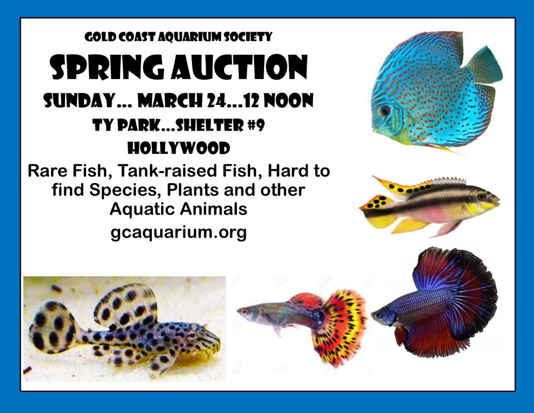 March 2019 – Spring Auction | Gold Coast Aquarium Society
